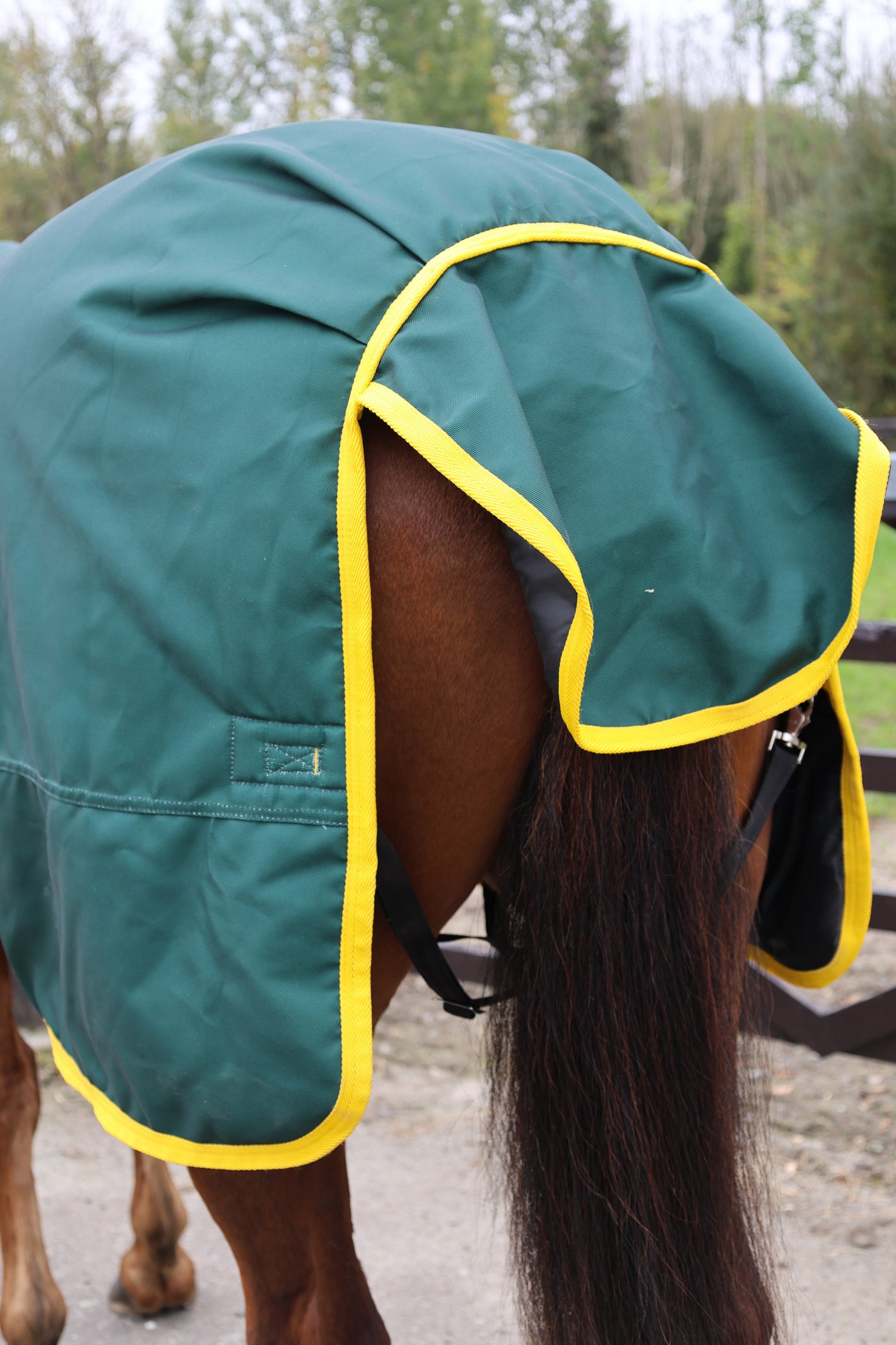 Premium Equestrian Tack & Gear | Quality Horse Riding Equipment – TRI ...