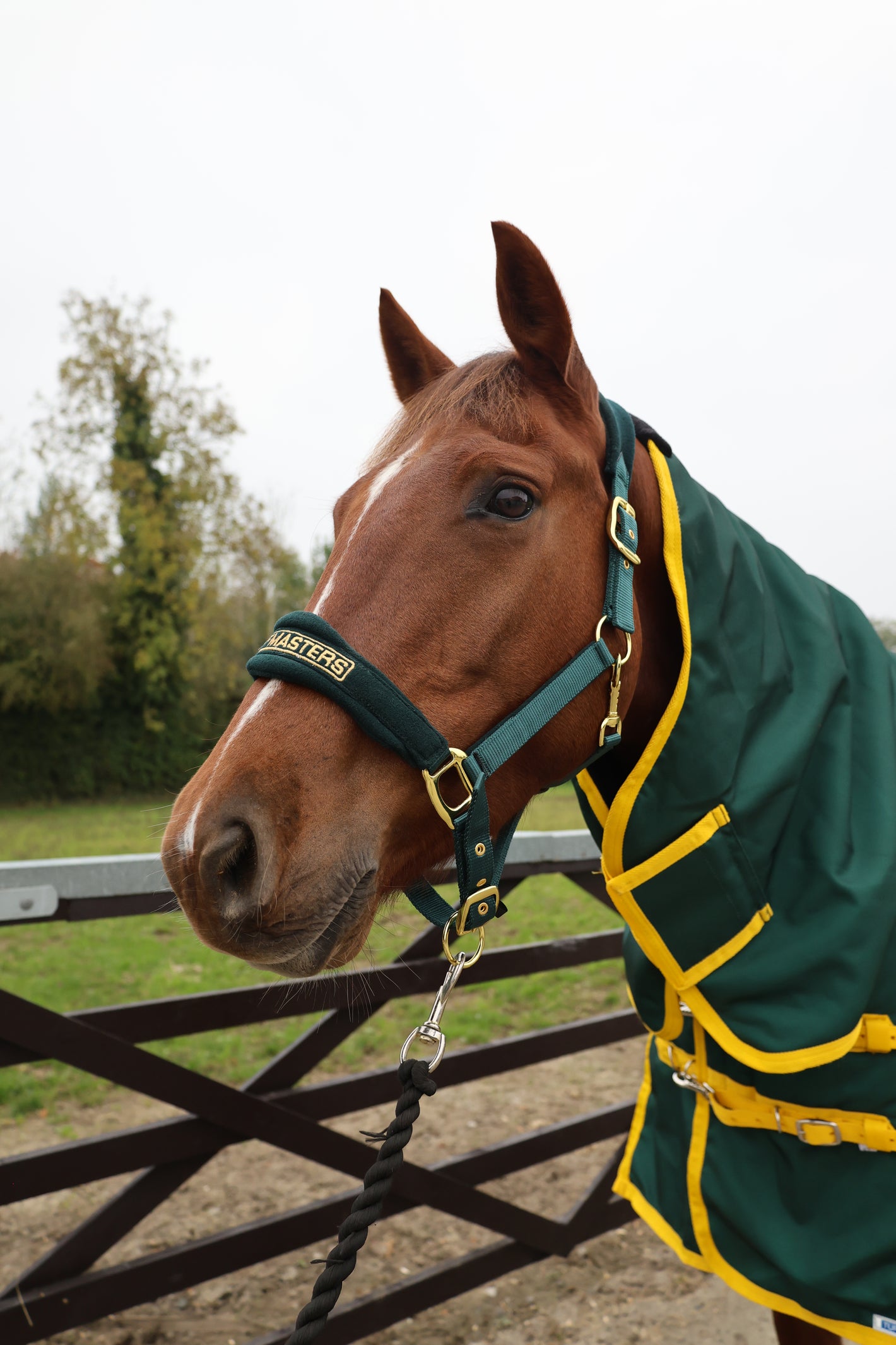 Premium Equestrian Tack & Gear | Quality Horse Riding Equipment – TRI ...