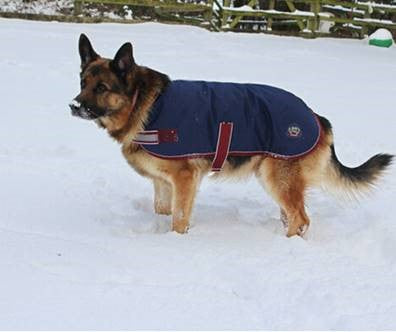 Mackey Buster Dog Coat – TRI Equestrian